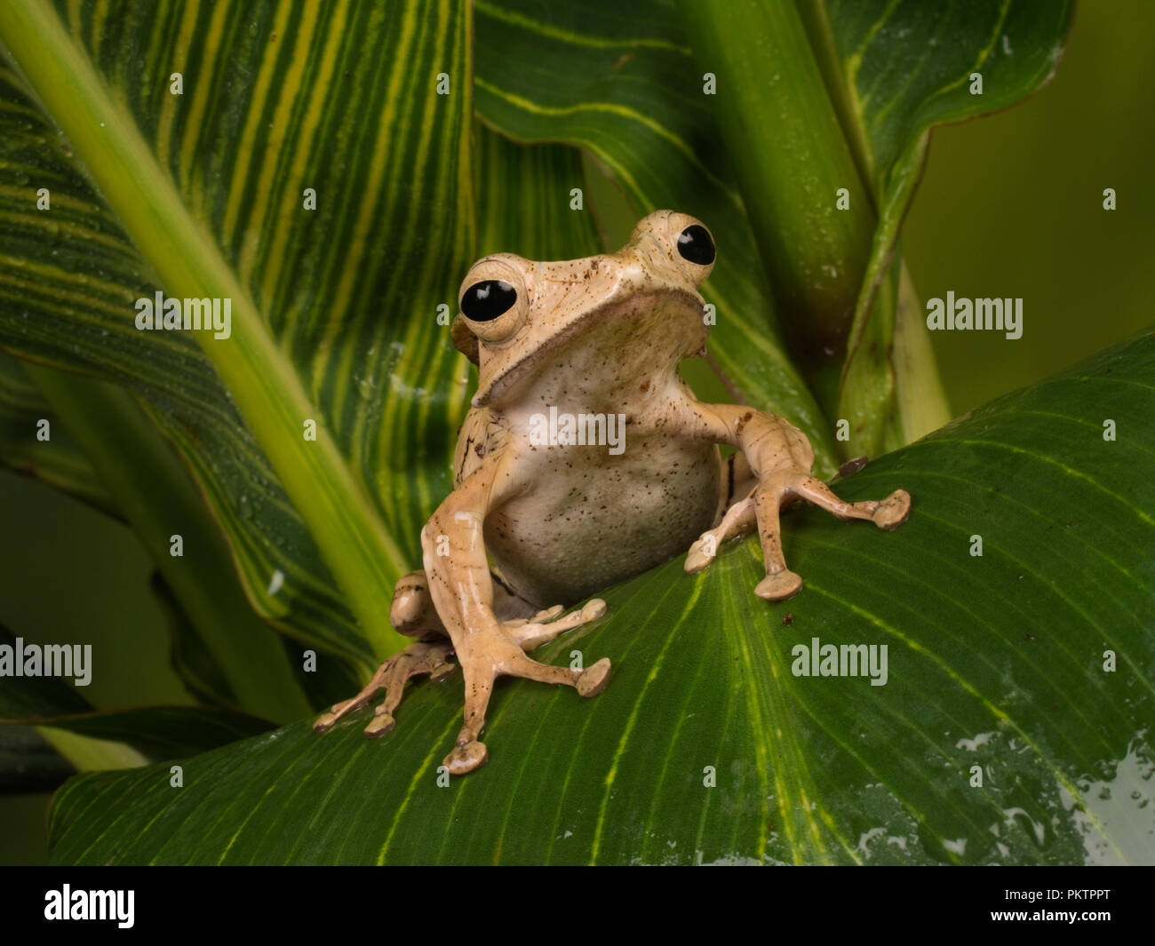 File-eared tree frog, Borneo eared frog or bony-headed flying frog ...