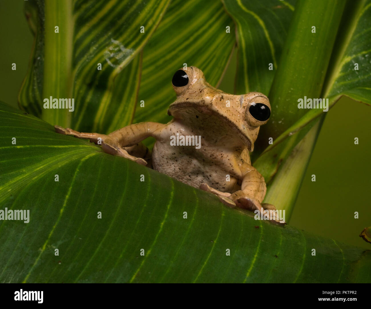File-eared tree frog, Borneo eared frog or bony-headed flying frog ...