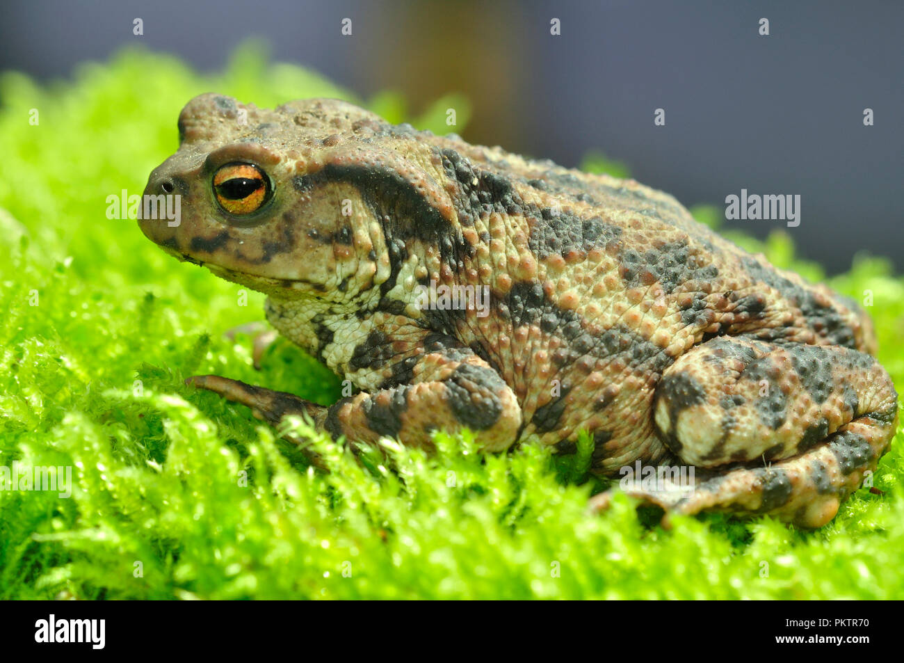 Common toad. Dorset, UK Stock Photo - Alamy