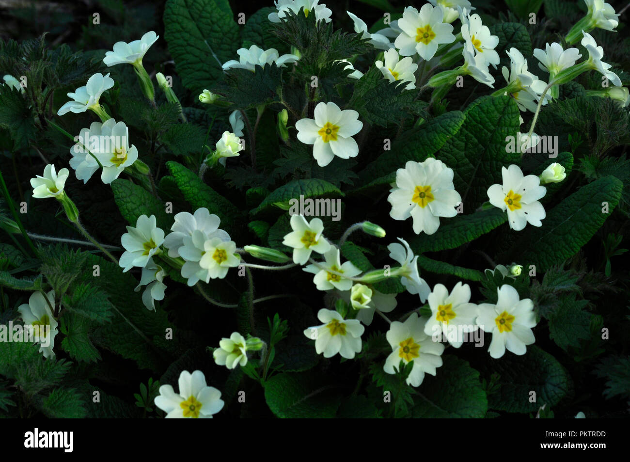 English hedgerow wild flowers plants hi-res stock photography and ...