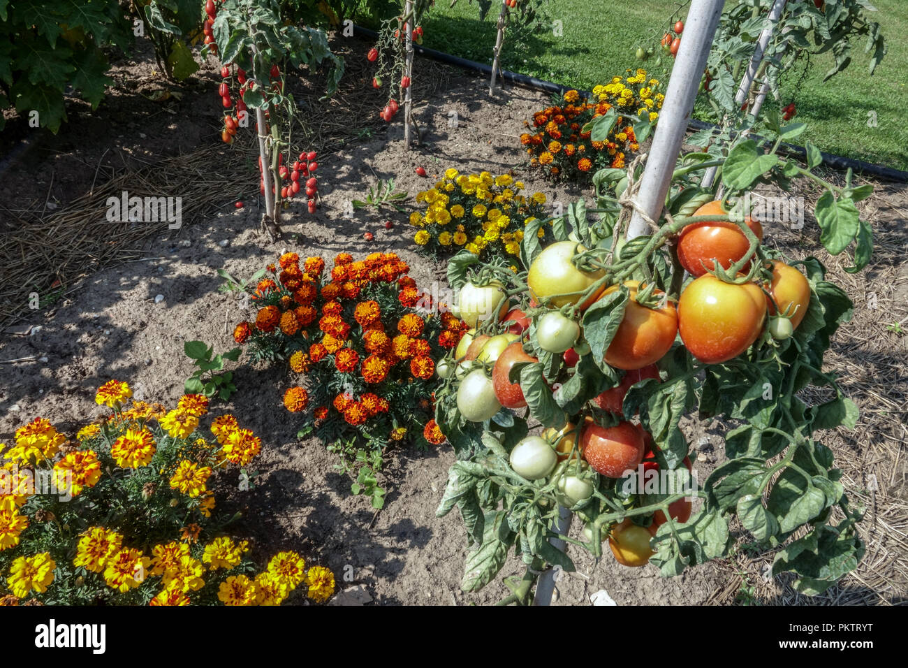 Tomatoes And Marigolds High Resolution Stock Photography and Images - Alamy
