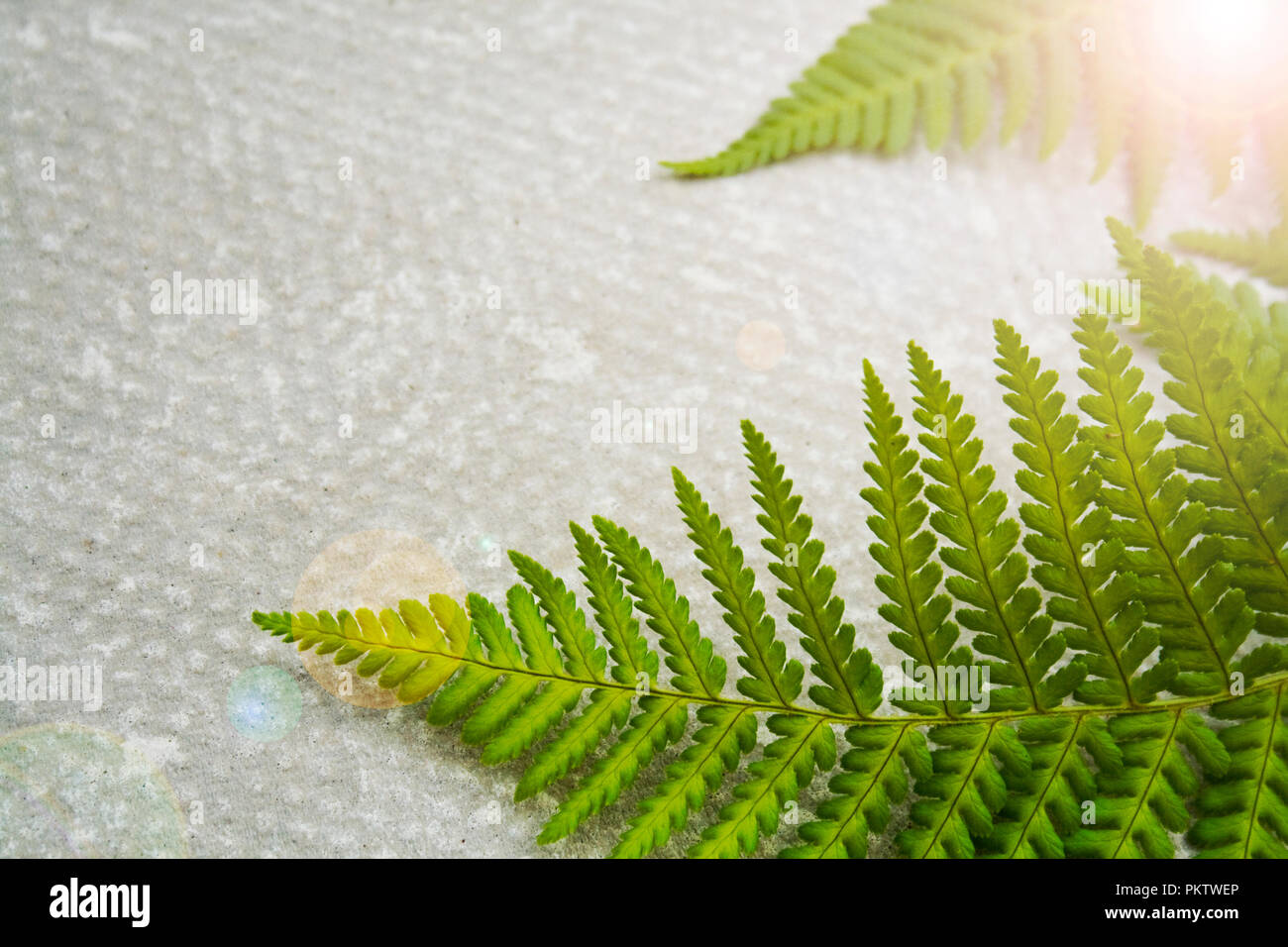 Close-up of Green fern leaves on grey concrete slab - landscape with ...