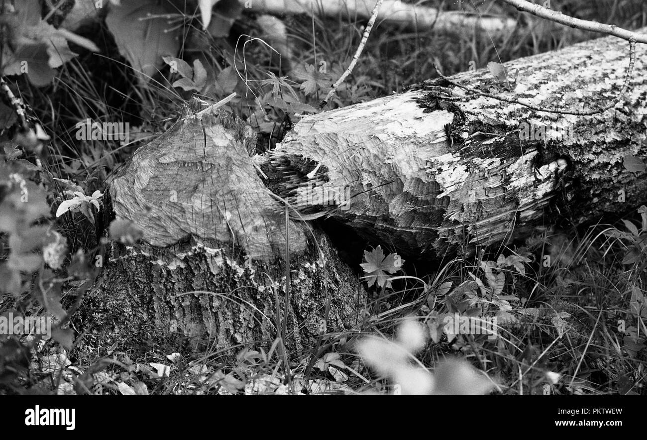 Fallen Gnawed Tree in black and white Stock Photo - Alamy