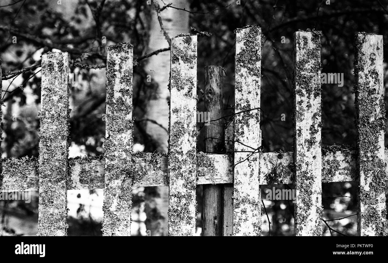 Garden fallen tree Black and White Stock Photos & Images - Alamy