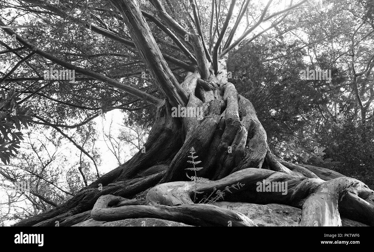 Interesting tree trunk hi-res stock photography and images - Alamy