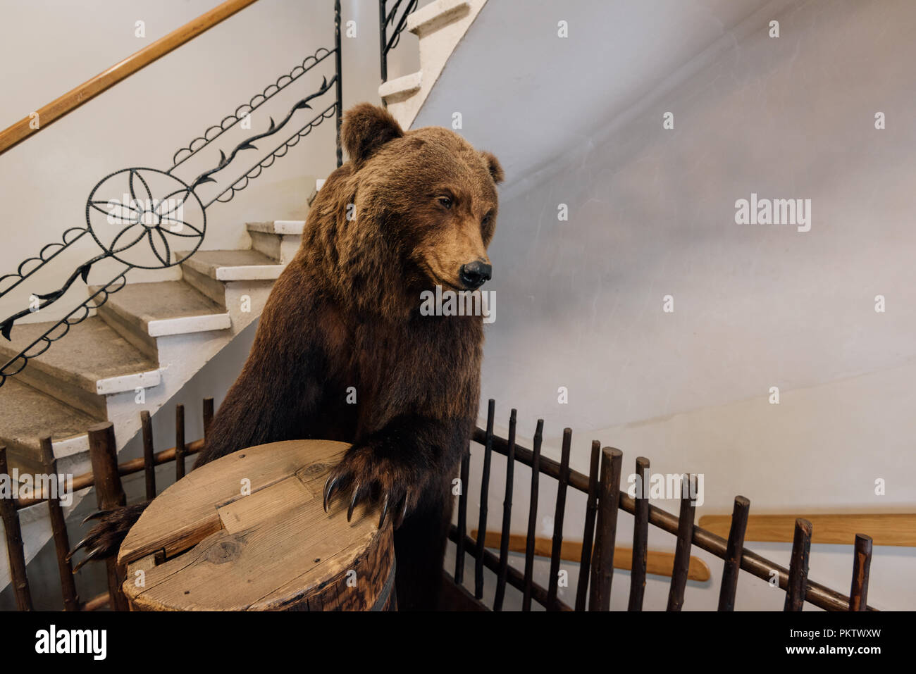High tatra brown bear hi-res stock photography and images - Alamy