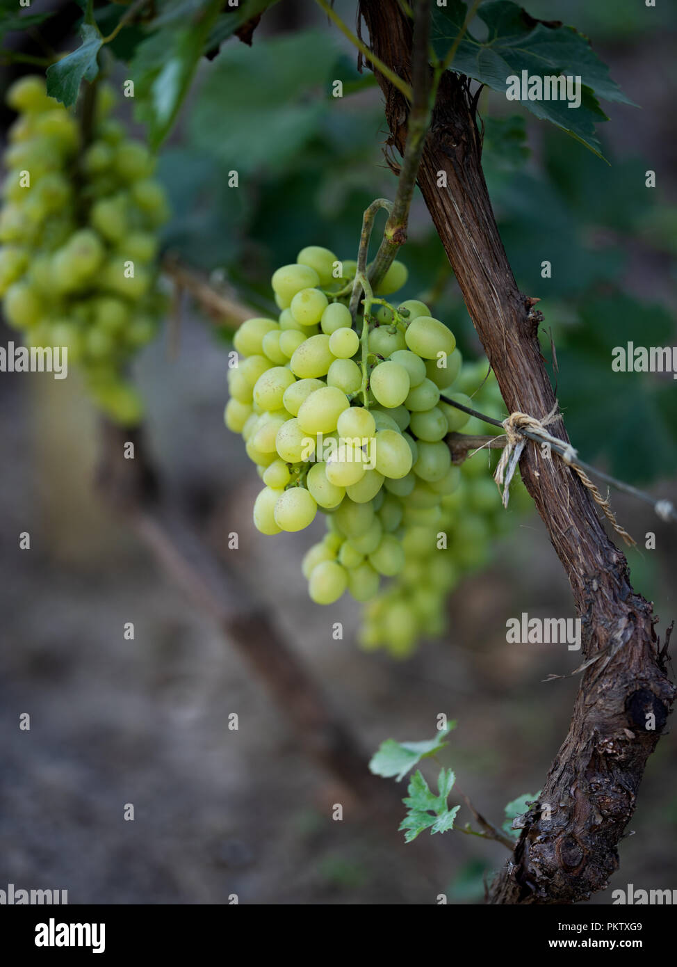 Grapes on garden farm sunny hi-res stock photography and images - Alamy