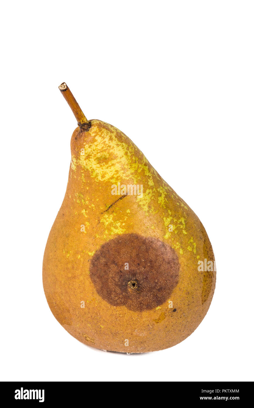 Boring trace of a codling moth Cydia Pomonella, in a wormy pear. scab ...