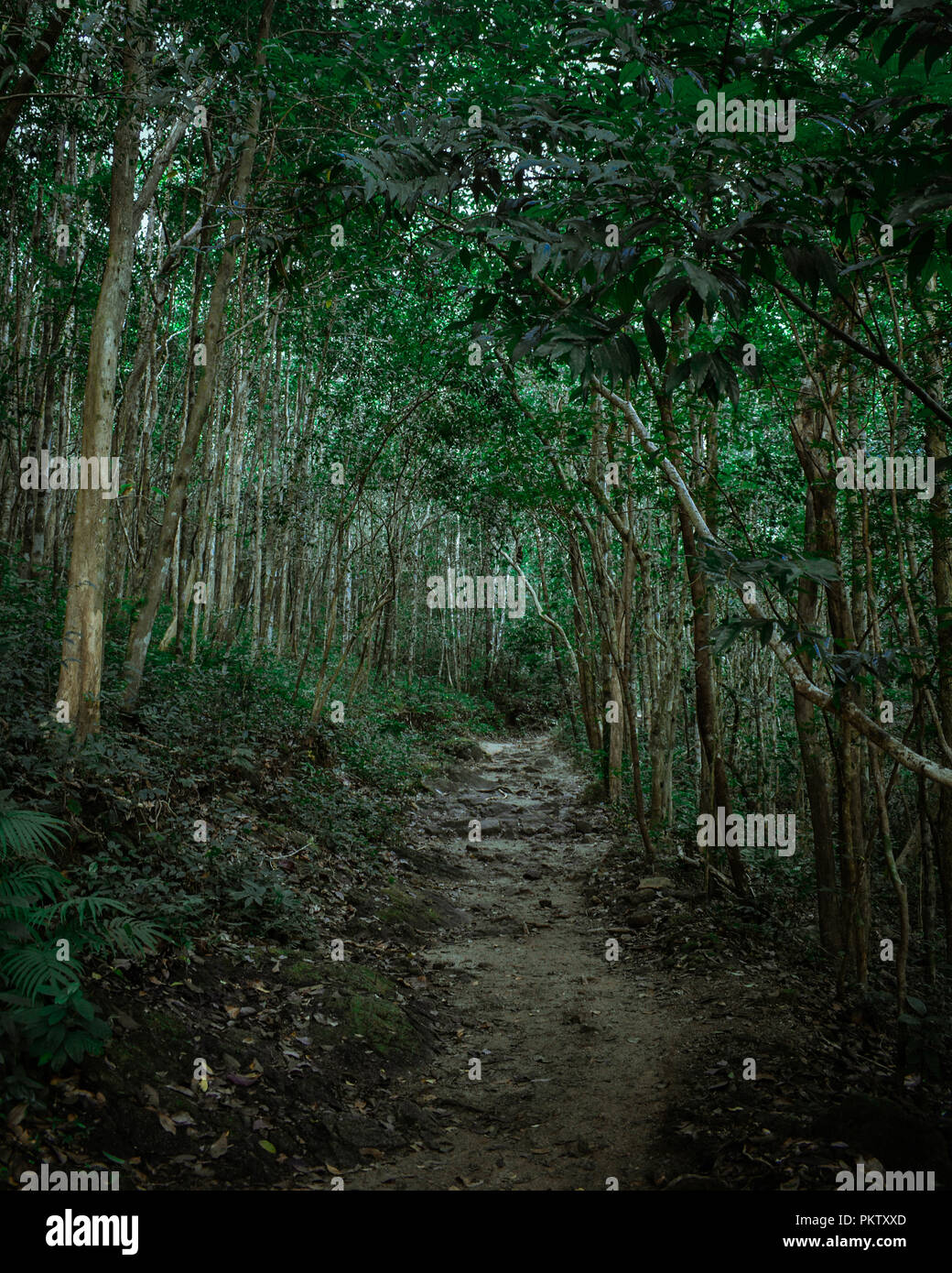 Dancing trees hi-res stock photography and images - Alamy