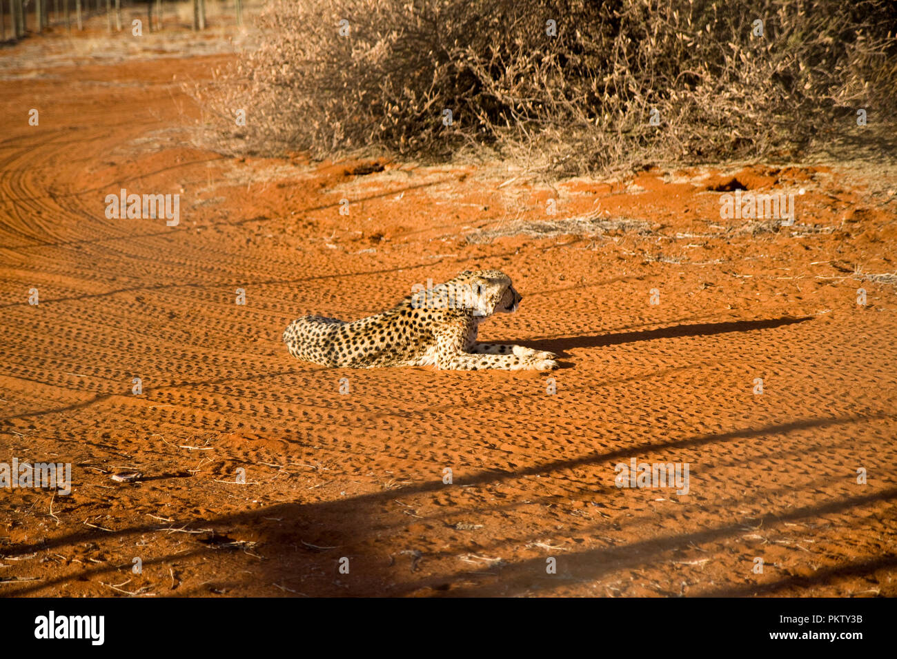 Kalahari dune grass hi-res stock photography and images - Alamy