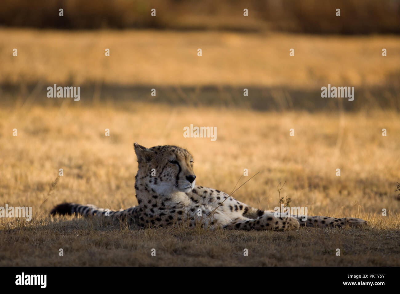 Cheetah and giraffe hi-res stock photography and images - Alamy