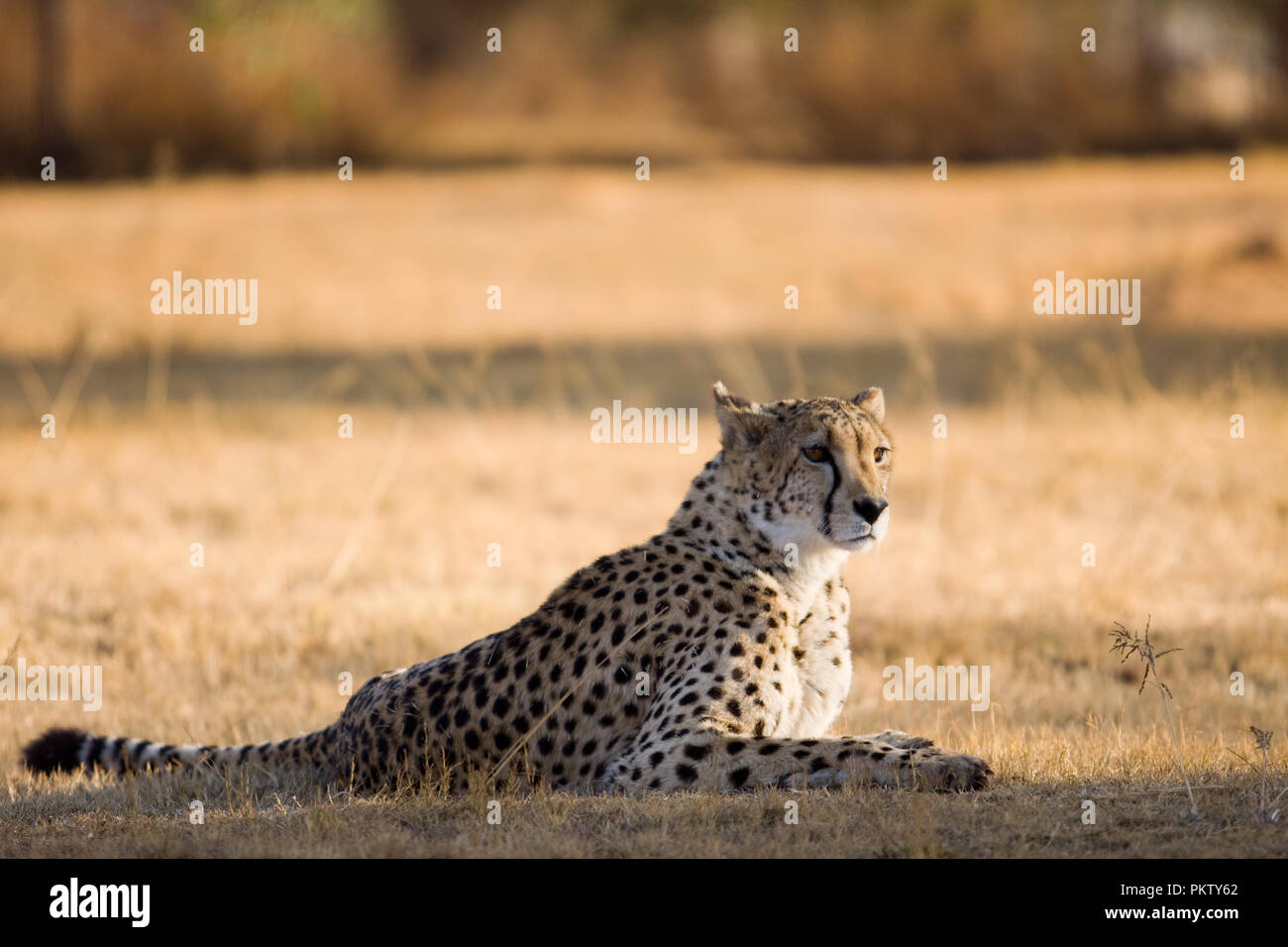 Cheetah family tree hi-res stock photography and images - Alamy