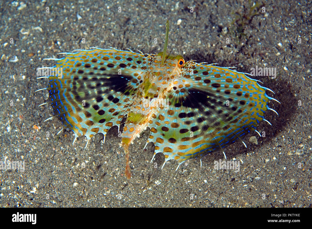 Oriental Flying Gurnard High Resolution Stock Photography and Images ...
