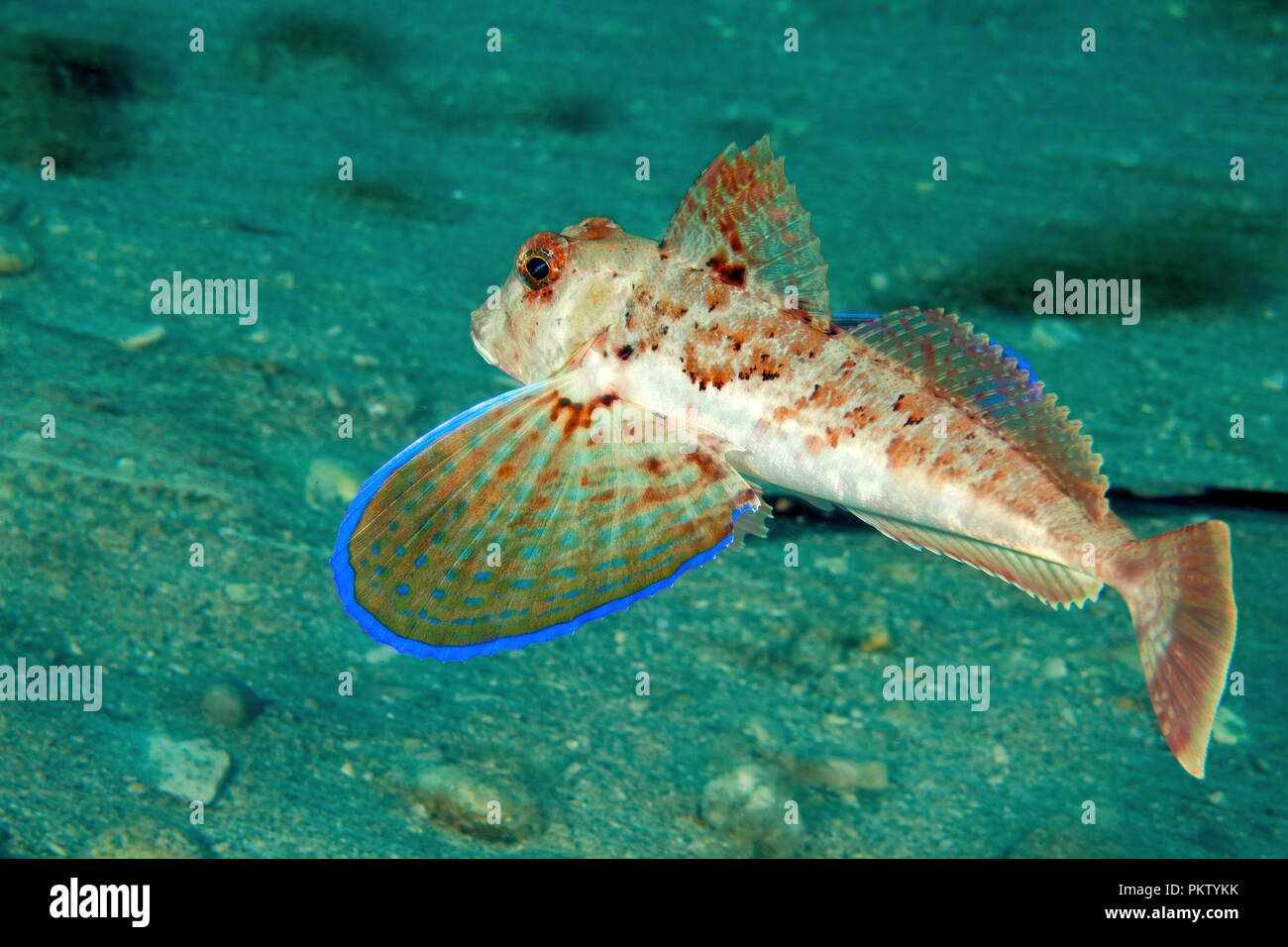 Red Gurnard High Resolution Stock Photography and Images - Alamy