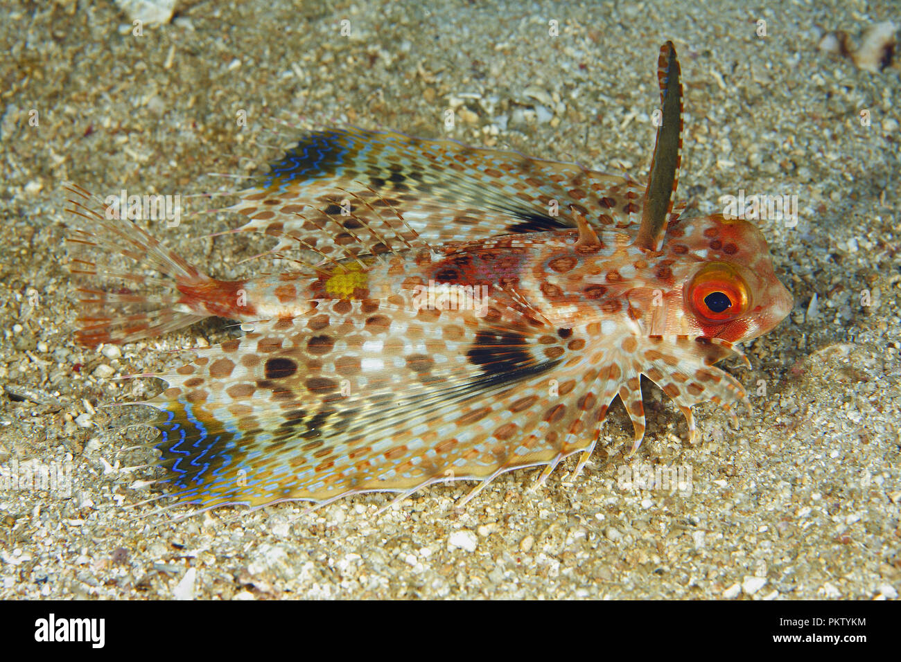 Flying Gurnard Fish High Resolution Stock Photography and Images - Alamy