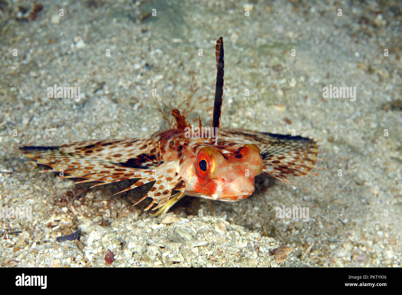 Oriental Flying Gurnard High Resolution Stock Photography and Images ...