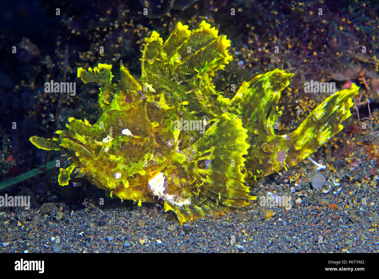 Rhinopias Frondosa High Resolution Stock Photography and Images - Alamy