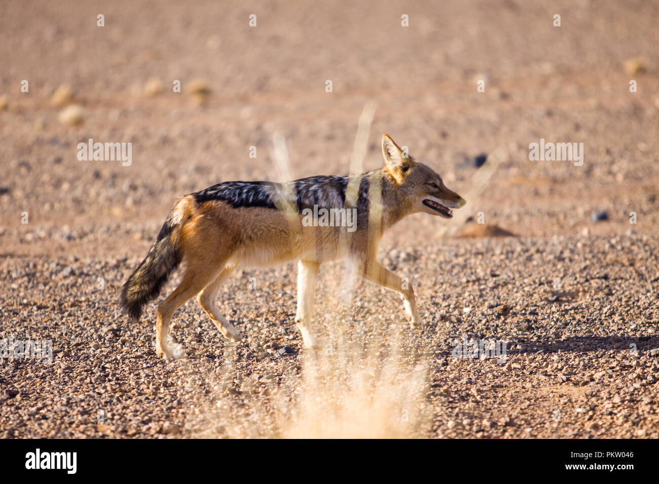 sossusvlei jackal in namibia Stock Photo - Alamy