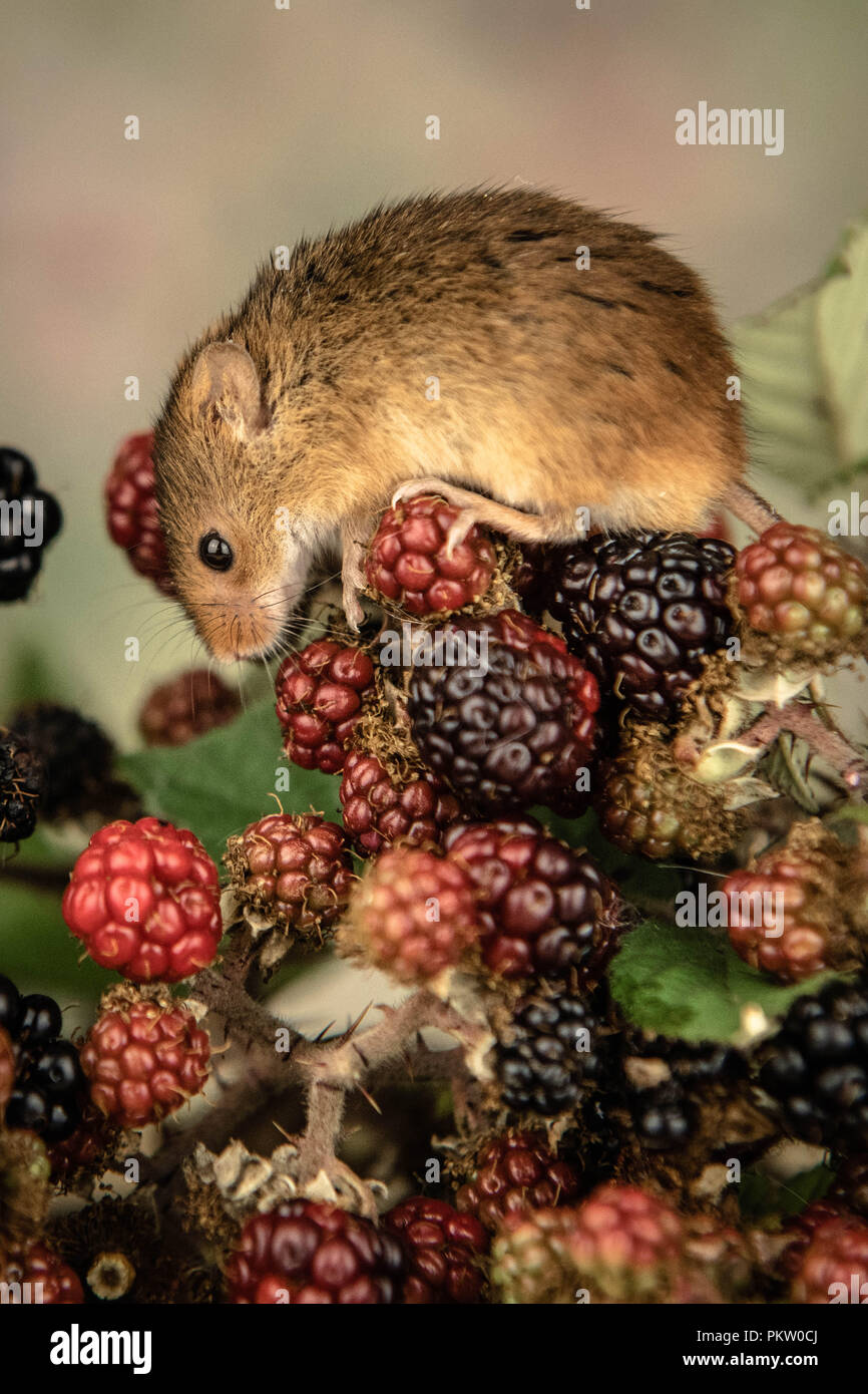 Autumn Harvest Mouse Close-Up Stock Photo - Alamy