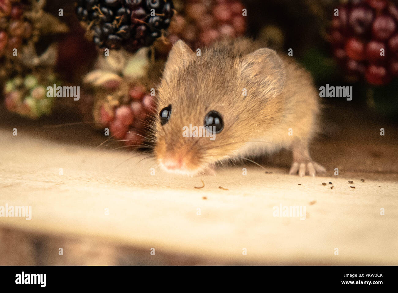 Autumn Harvest Mouse Close-Up Stock Photo - Alamy