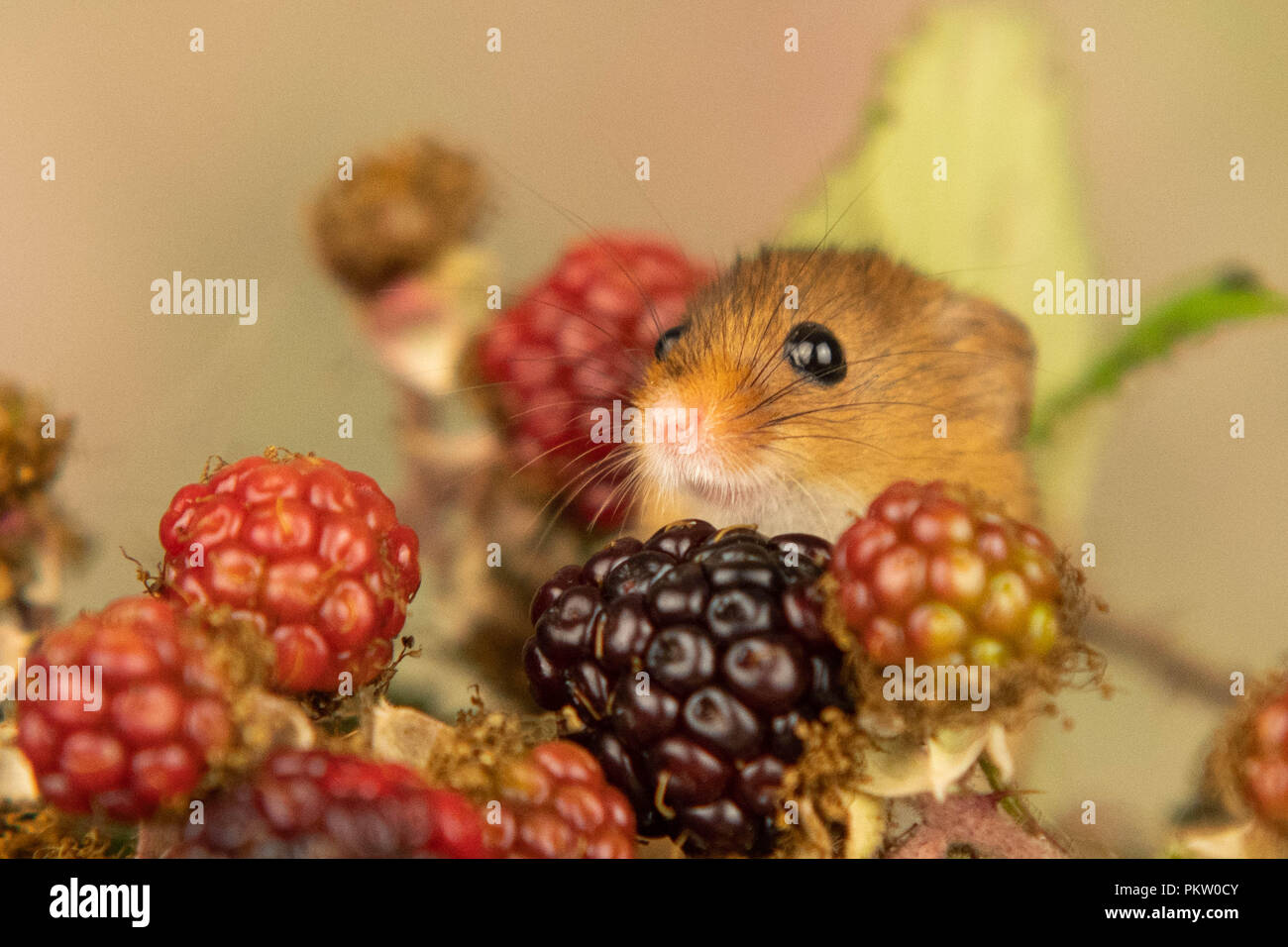 Autumn Harvest Mouse Close-Up Stock Photo - Alamy
