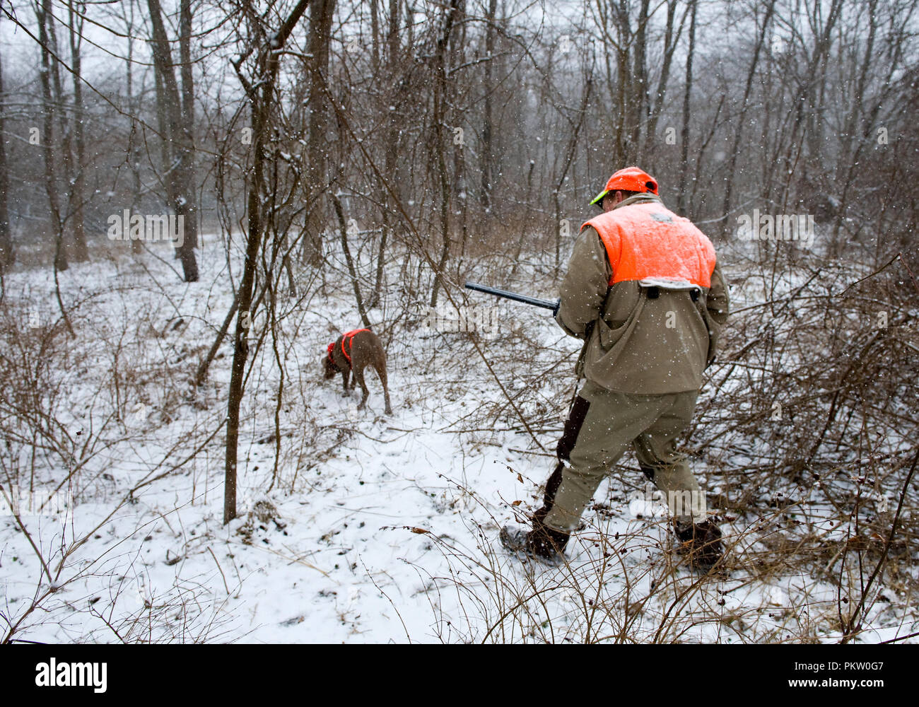 Upland game bird hunting in G. Thompson Wildlife Management Area in ...