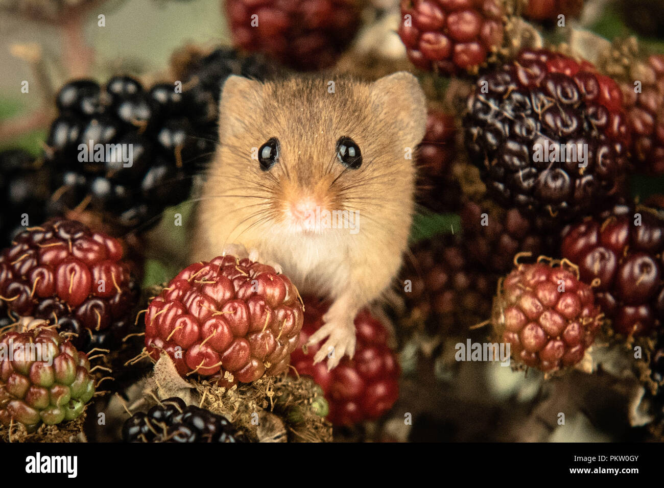 Autumn Harvest Mouse Close-Up Stock Photo - Alamy