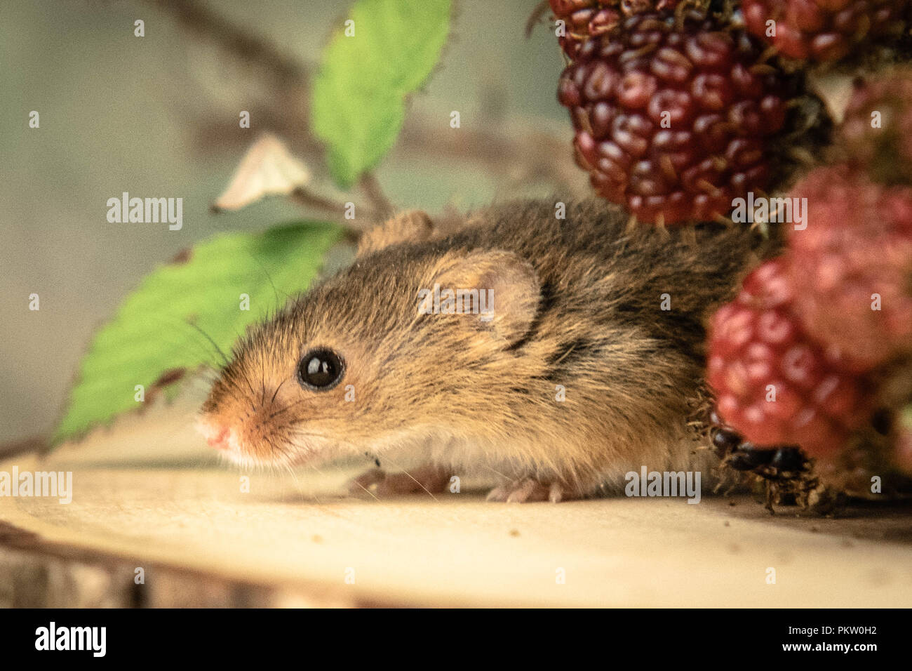 Autumn Harvest Mouse Close-Up Stock Photo - Alamy