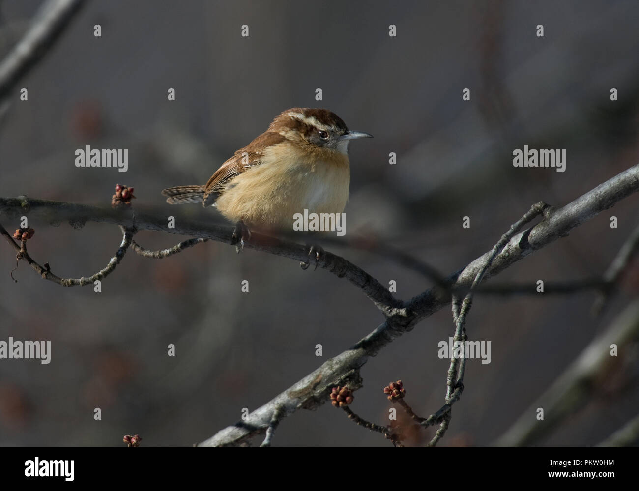 Carolina wren song bird hi-res stock photography and images - Alamy