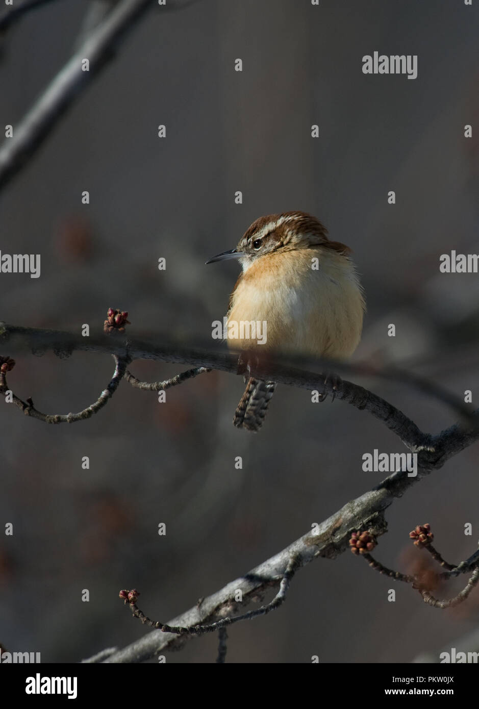 Carolina Wren; Thryothorus ludovicianus Stock Photo - Alamy