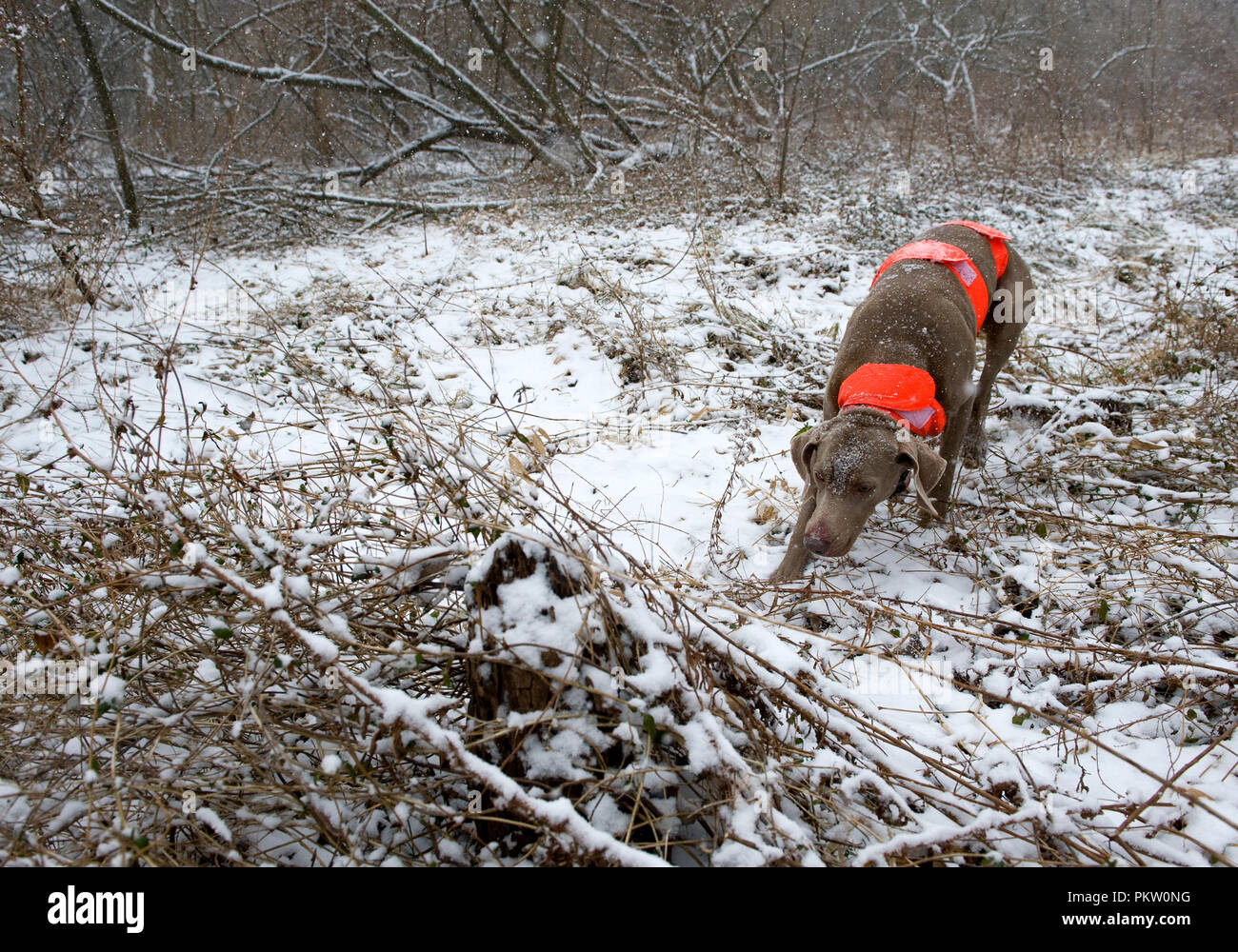 Upland game bird hunting in G. Thompson Wildlife Management Area in ...