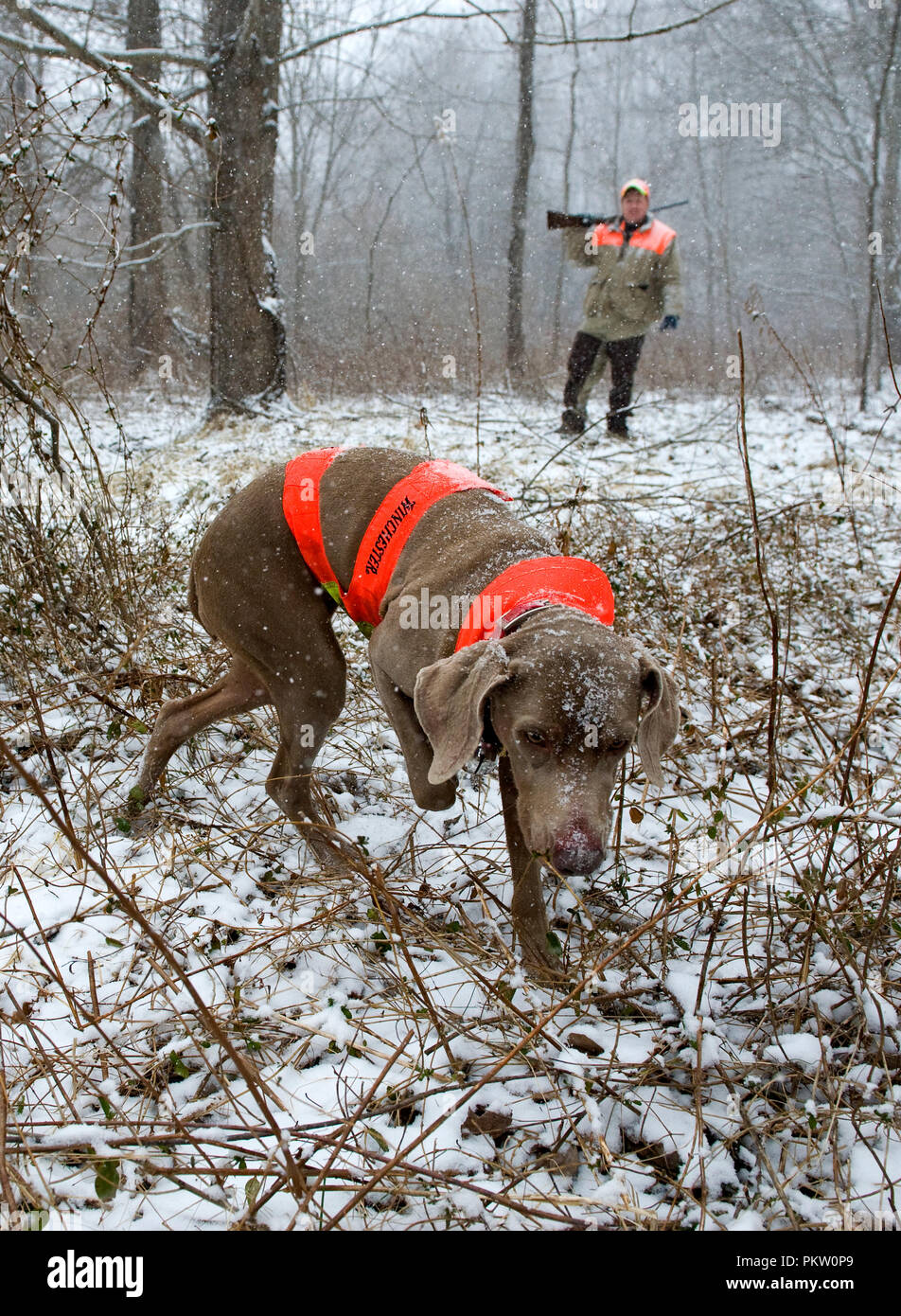 Upland game bird hunting in G. Thompson Wildlife Management Area in ...