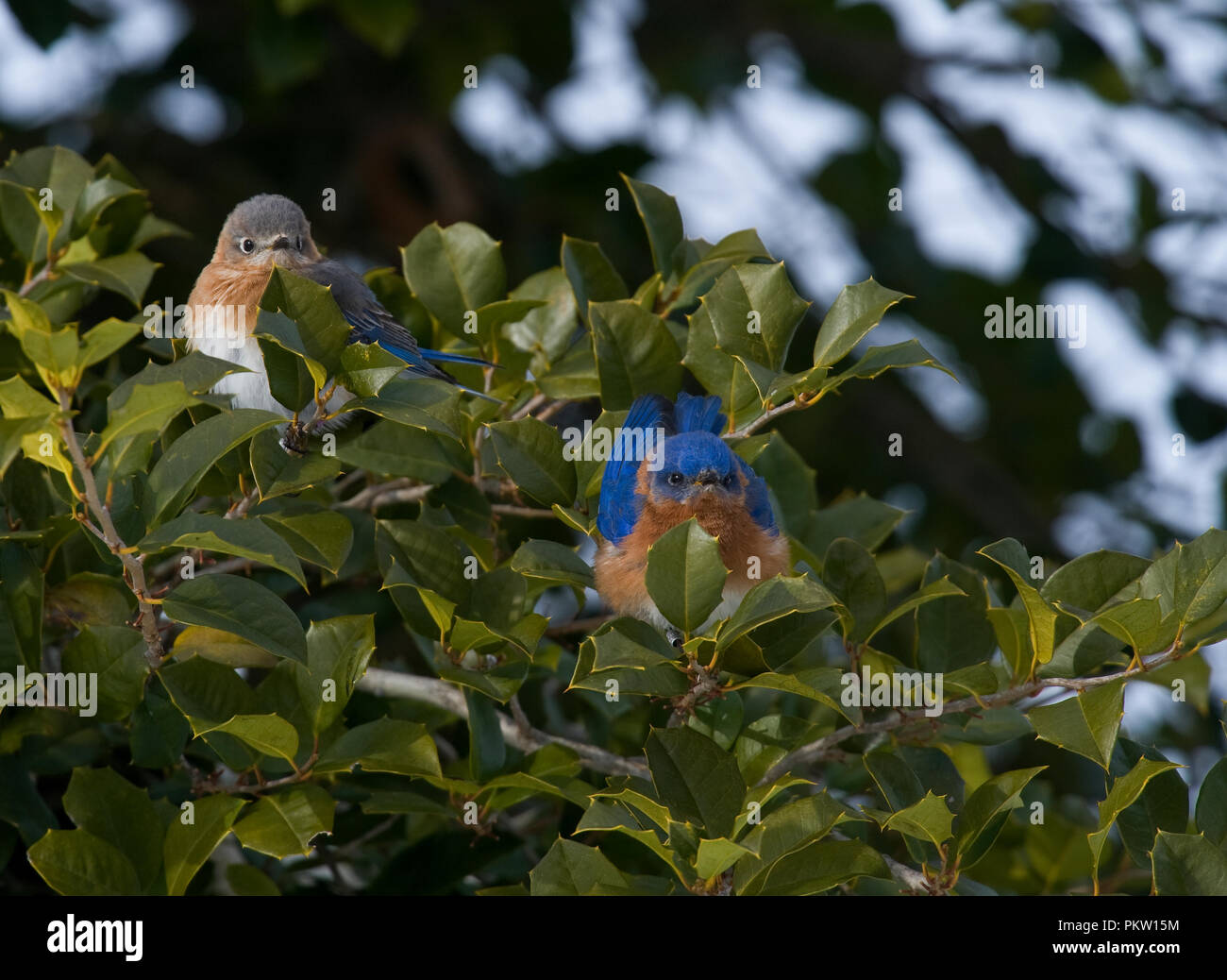 Eastern Bluebird :: Sialia sialis Stock Photo - Alamy