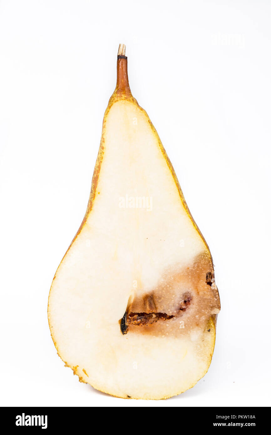 Close-up Boring trace of a codling moth Cydia Pomonella, in a half ...