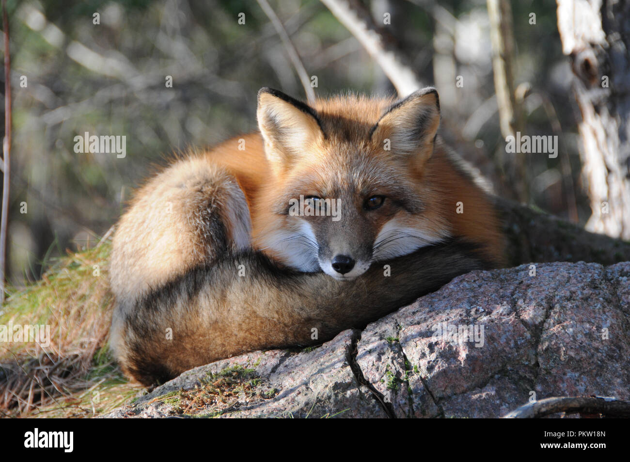 Red Fox animal laying on a rock with a background in the forest in its ...