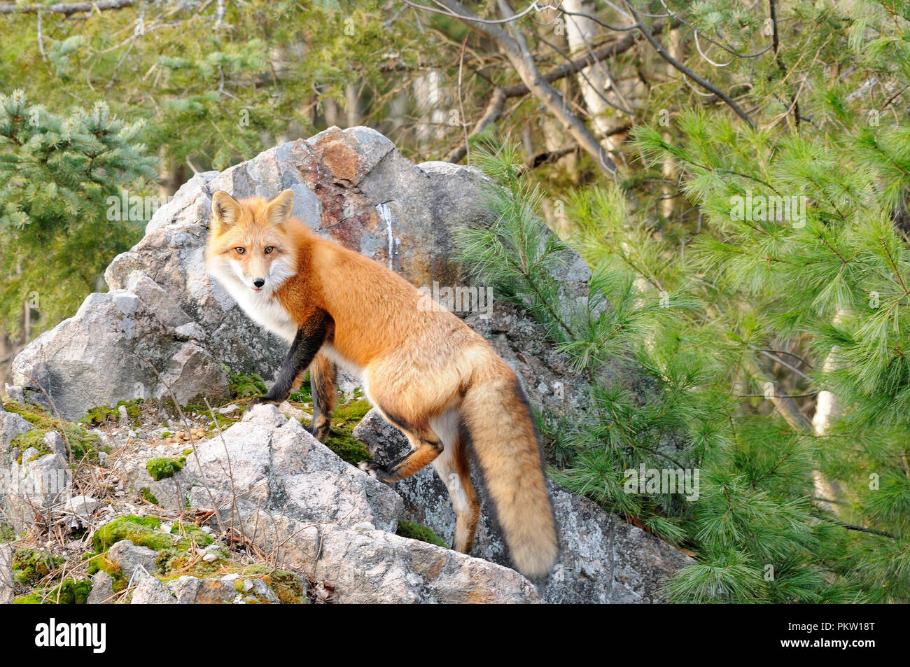 Red Fox standing on a rock with evergreen background in the forest ...