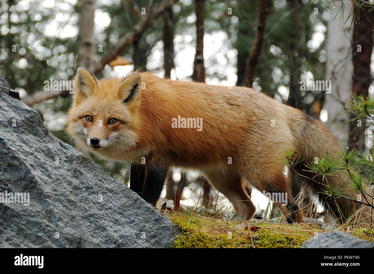 Red Fox enjoying its surrounding Stock Photo - Alamy