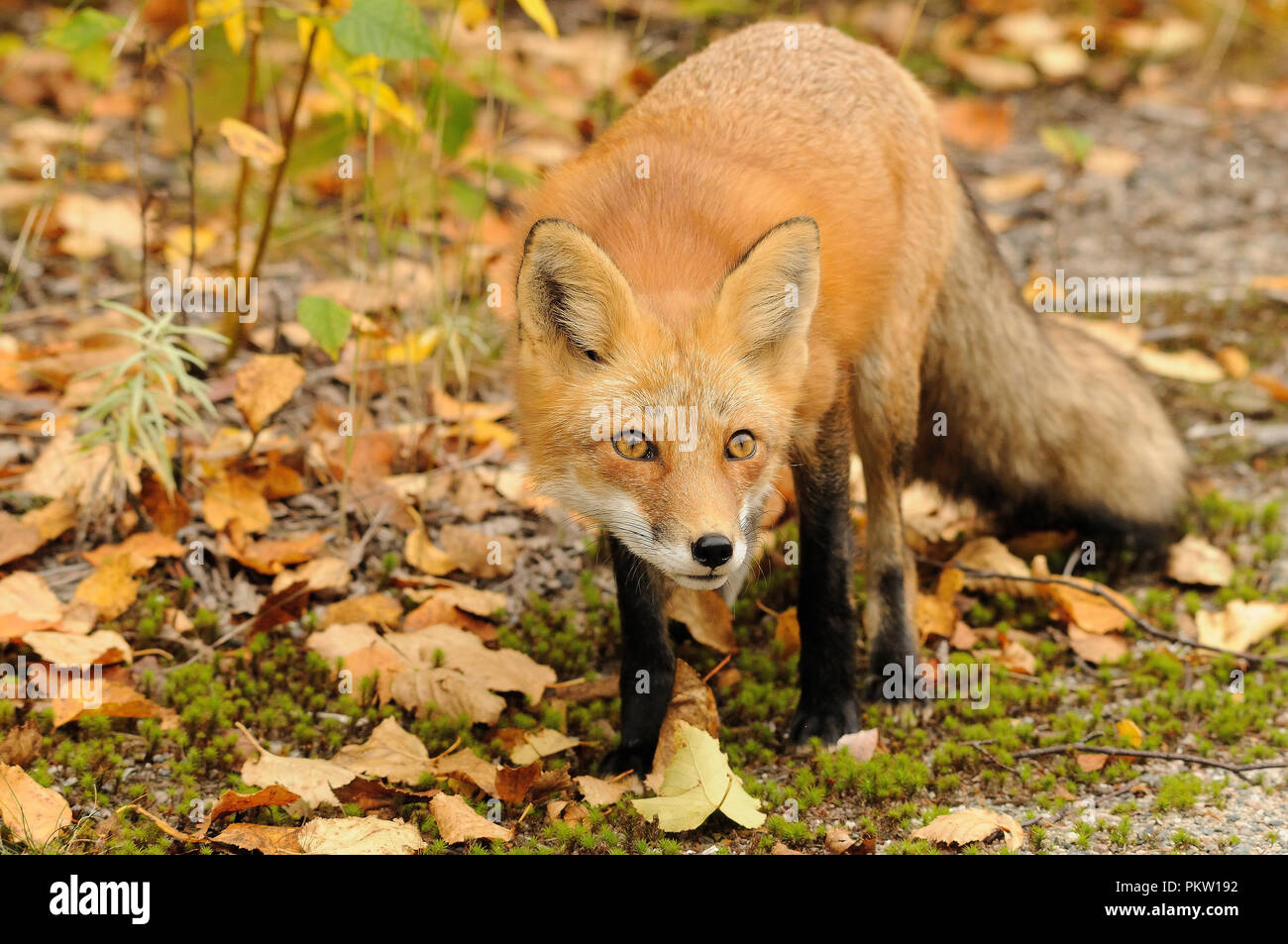 Red Fox enjoying its surrounding Stock Photo - Alamy