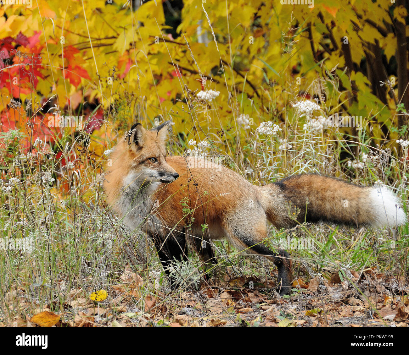 Red Fox enjoying its surrounding Stock Photo - Alamy