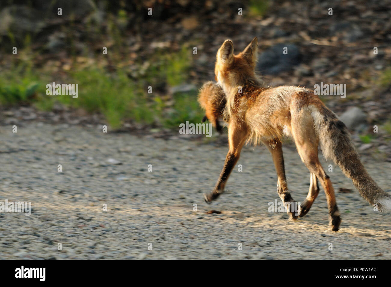 Fox caring her kit and enjoying its surrounding Stock Photo - Alamy