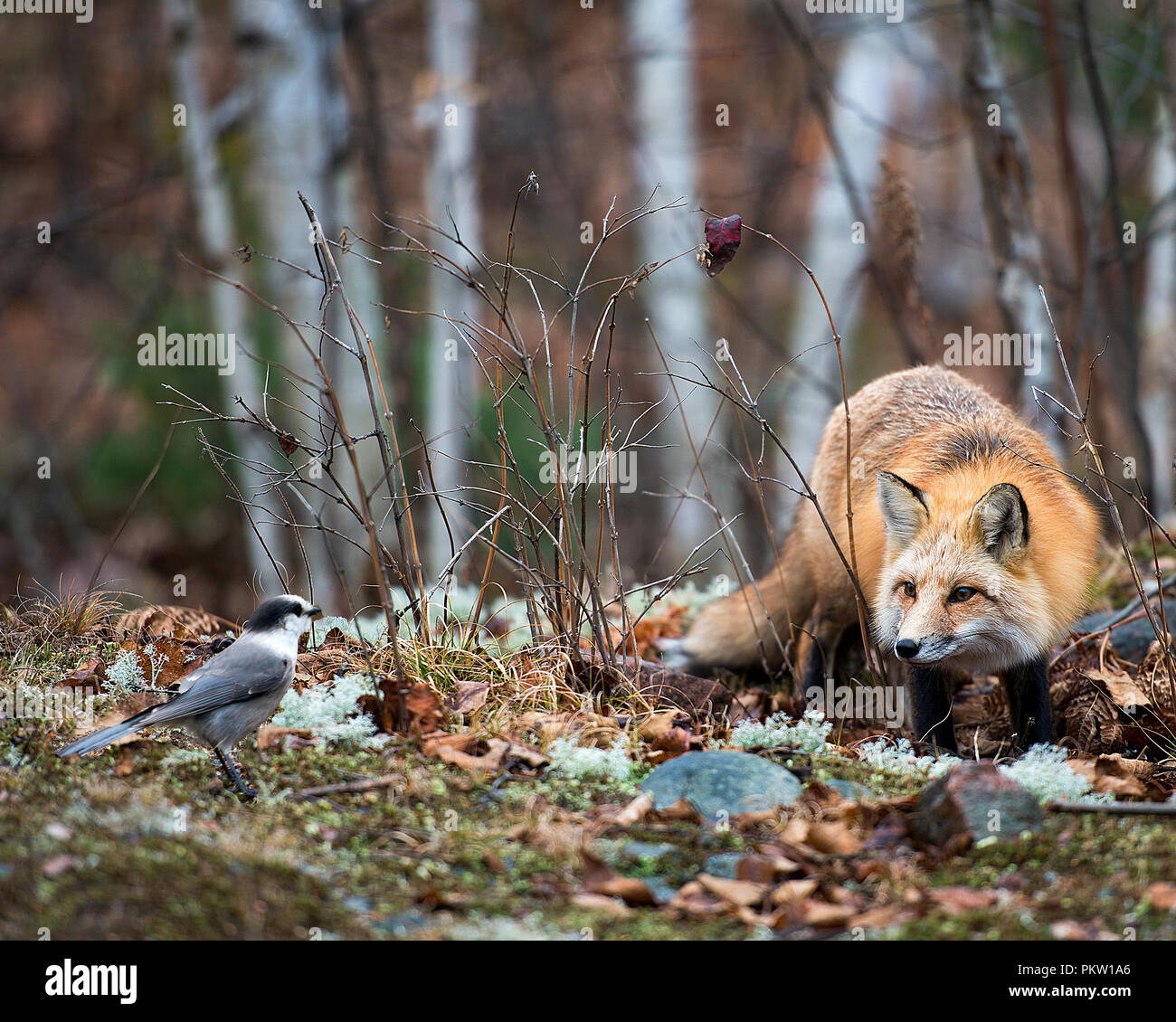 Red Fox animal with a grey jay bird in the for in its surrounding and ...
