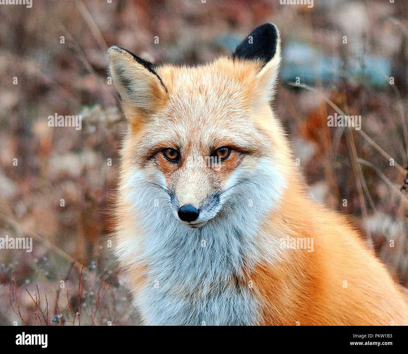 Fox red fox animal head animal colose up hi-res stock photography and ...