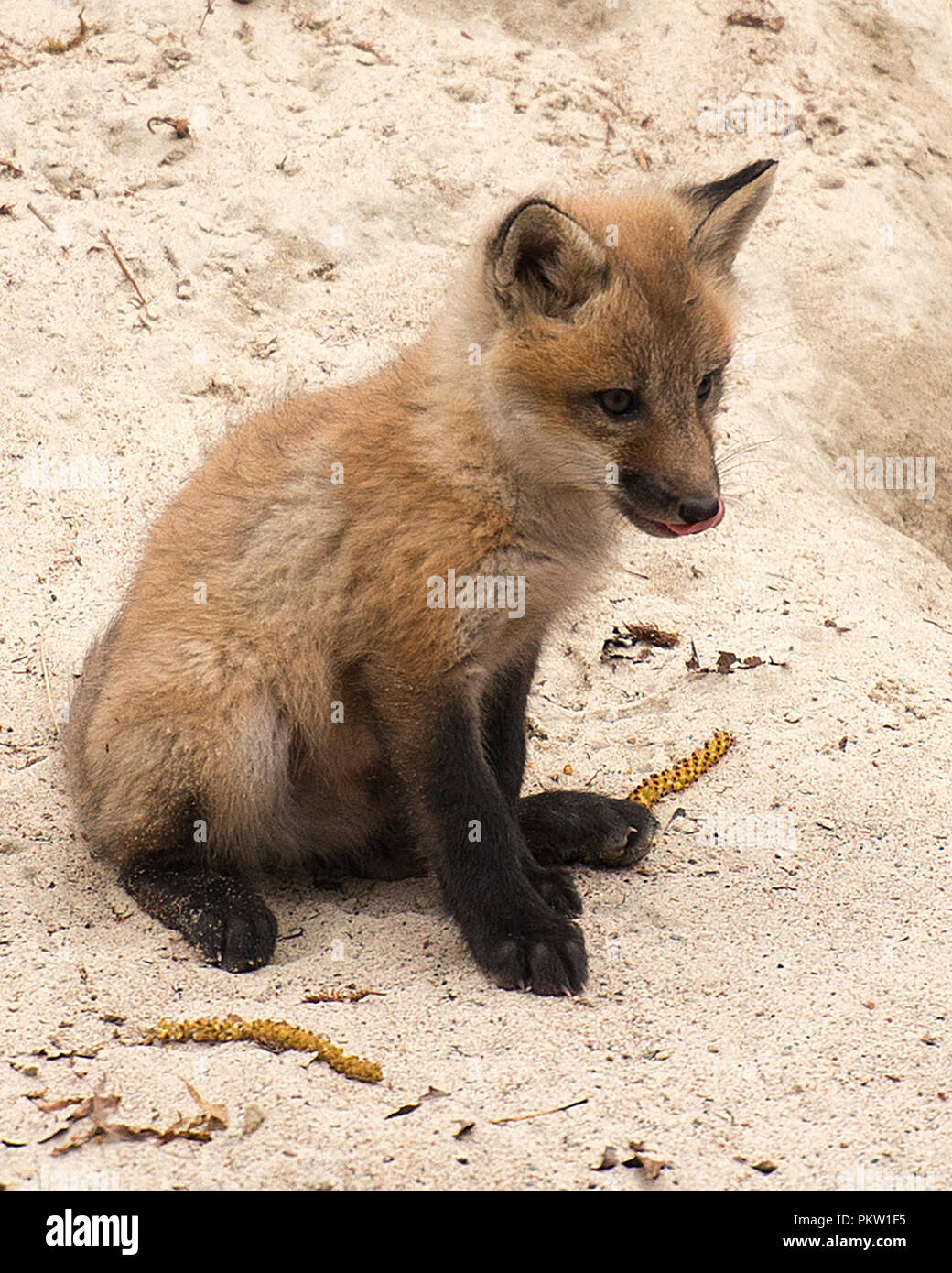 Red Fox kit enjoying its surrounding by the den Stock Photo - Alamy