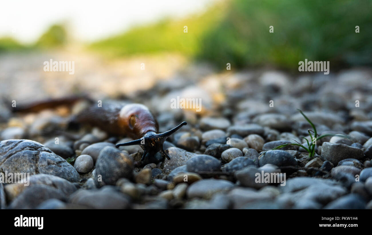 German slug on rocky path Stock Photo - Alamy