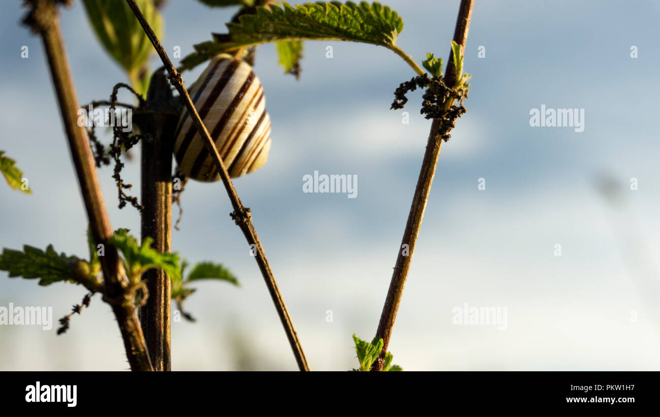 German Fauna High Resolution Stock Photography and Images - Alamy