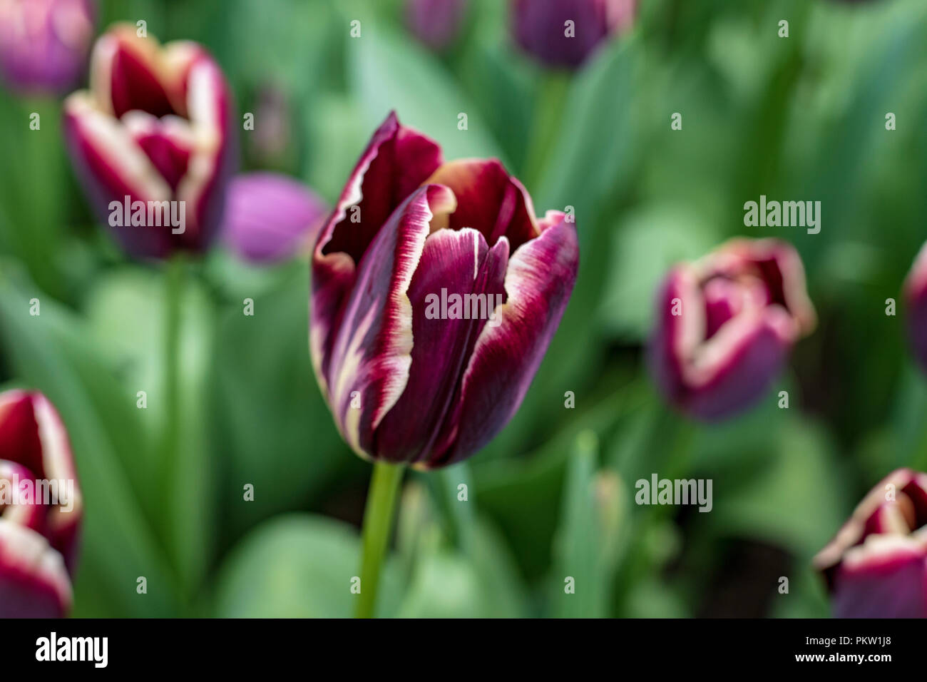 Deep Purple Tulips Stock Photo - Alamy