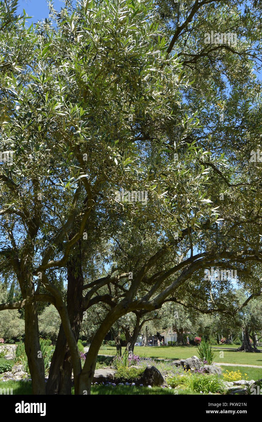 Olive trees with flowering branches in the spring Park Stock Photo - Alamy