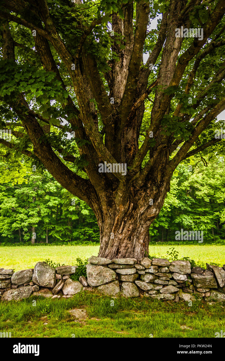Tree Nathan Hale Homestead Coventry, Connecticut, USA Stock Photo - Alamy