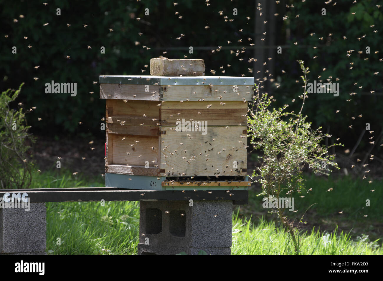 Bees and Bee Keeping Stock Photo - Alamy