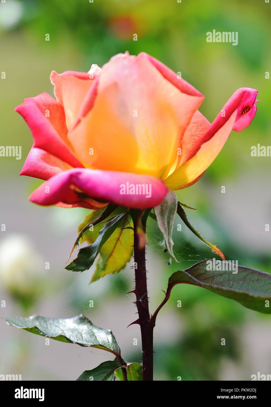 Picadilly rose hi-res stock photography and images - Alamy